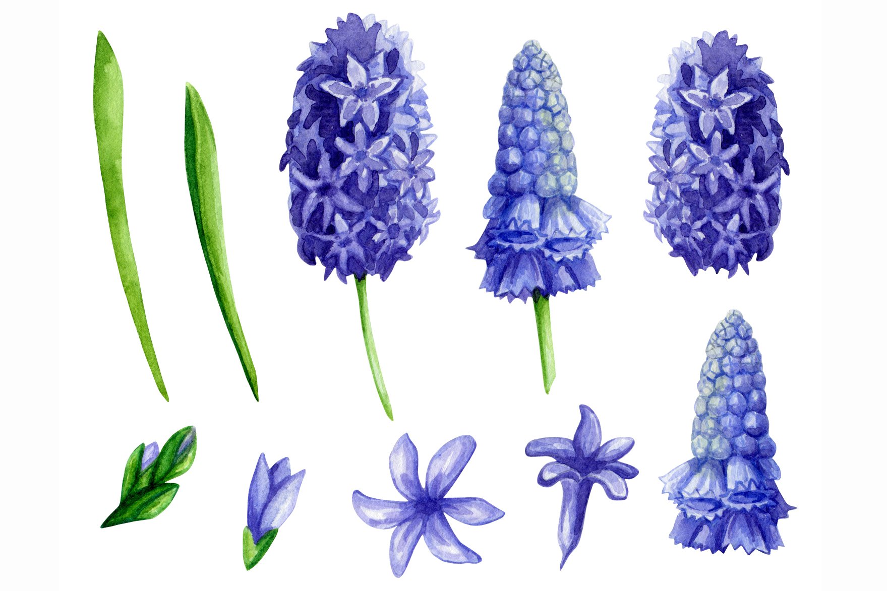 Hyacinth Flower Drawing