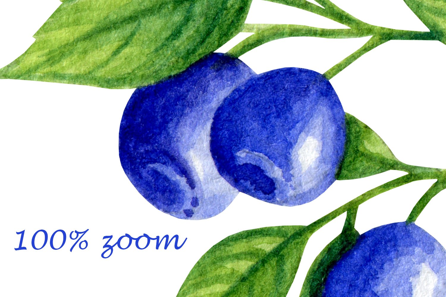 Wild Blueberries Clip Art