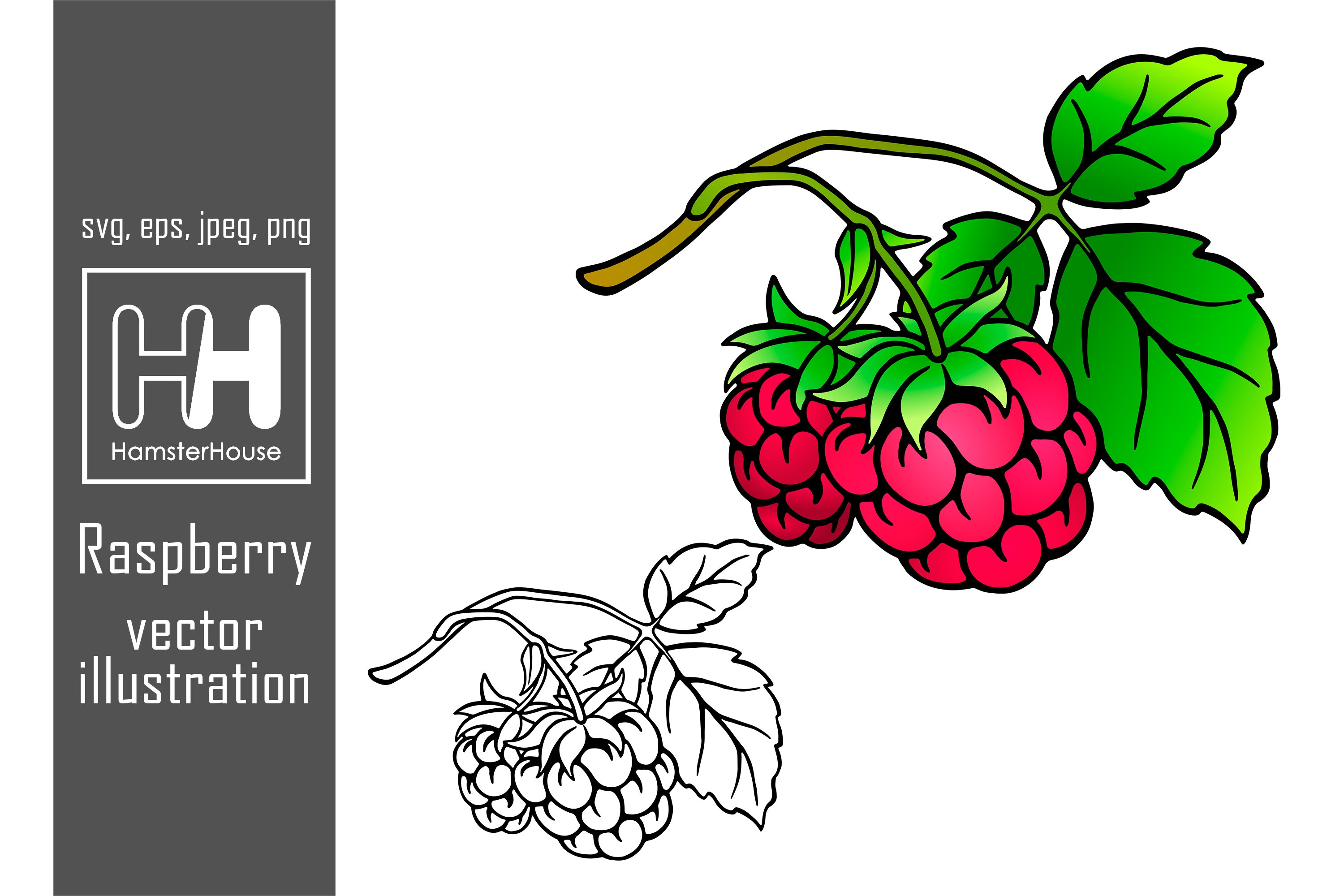 Raspberry Illustration