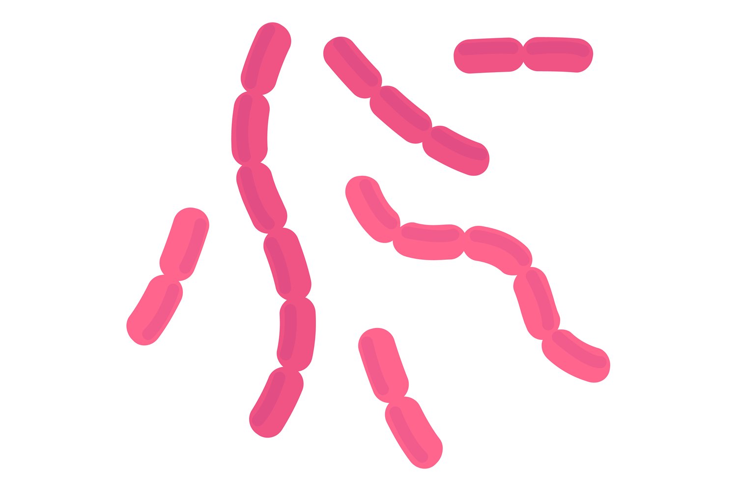 Bacilli Bacteria
