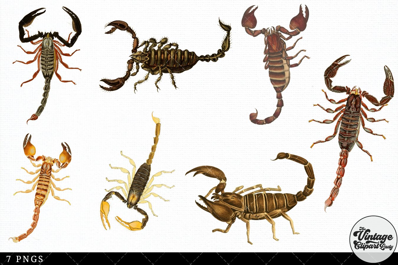 Scorpion Clipart