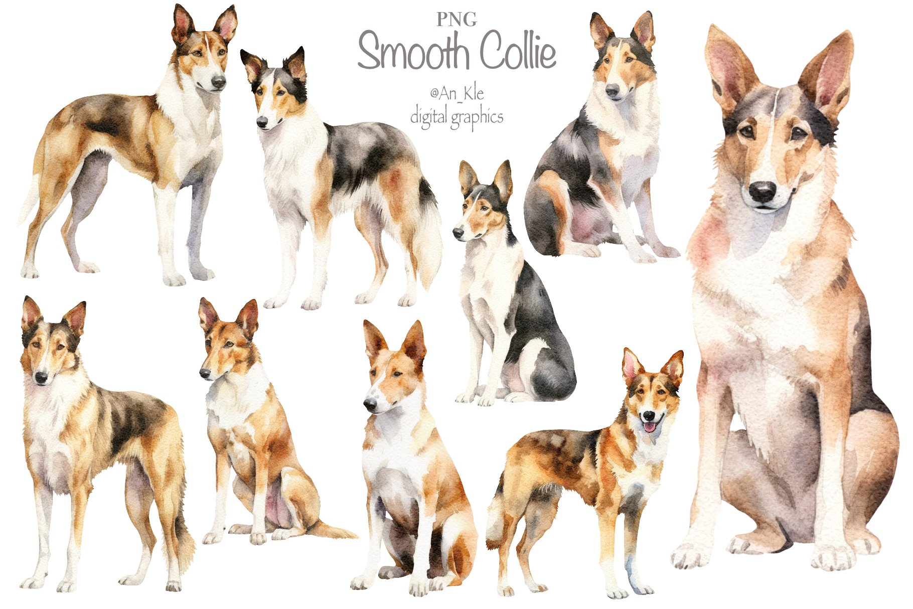 Sable Smooth Collie Mix
