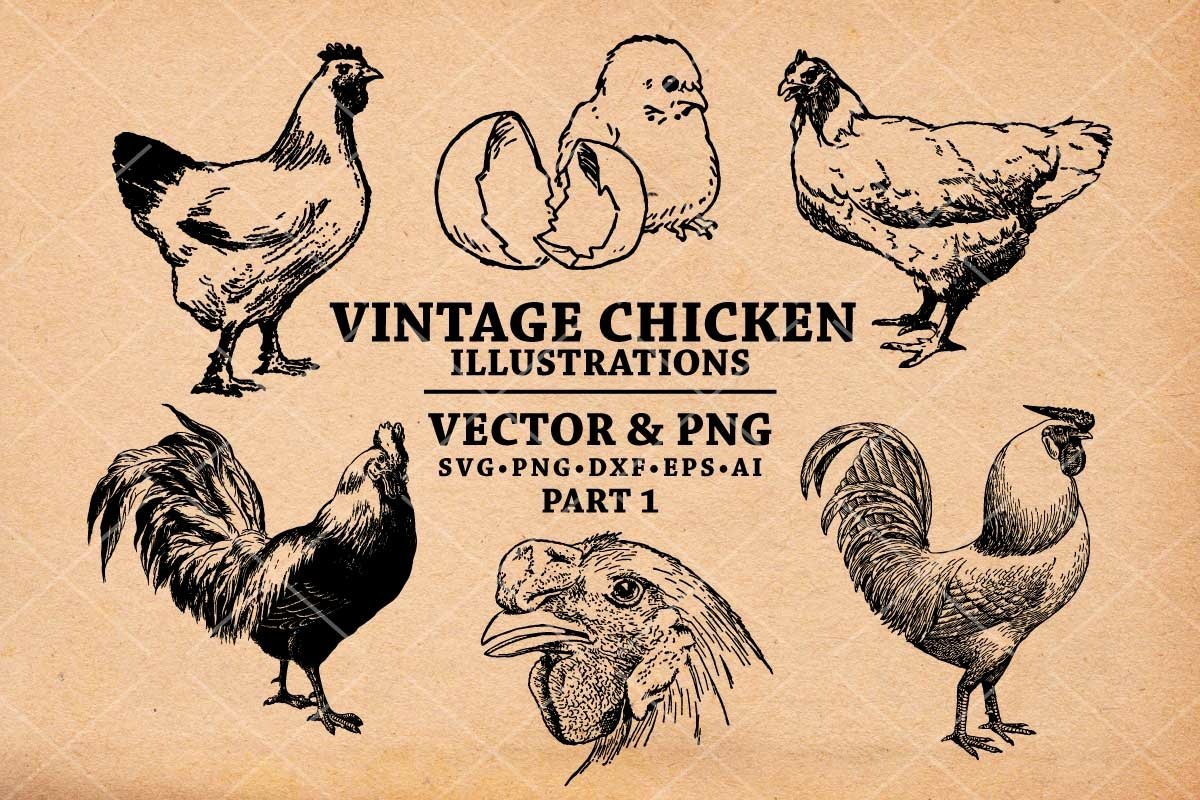 Vintage Chicken Illustrations Vector SVG and Raster PNG