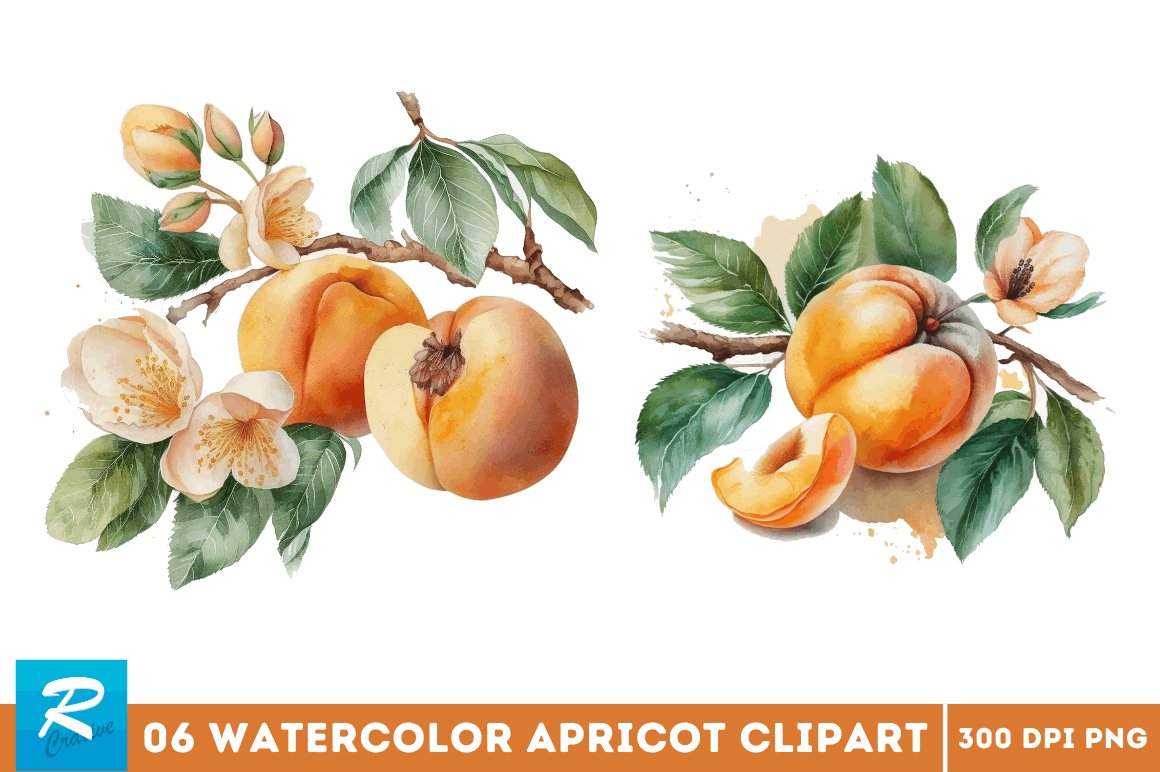 Apricot Clipart