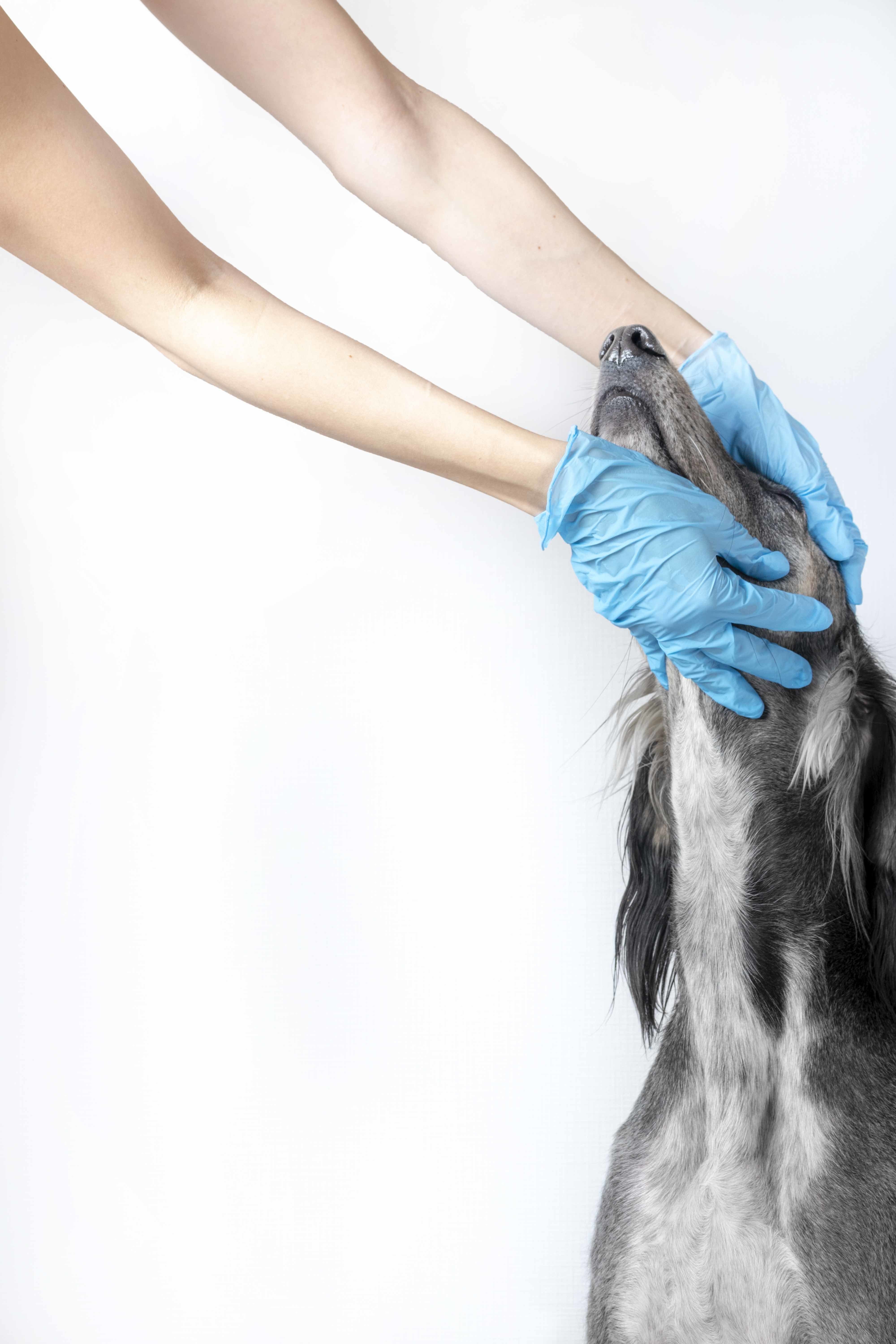 A set of 8 photo "veterinary examination of a dog".