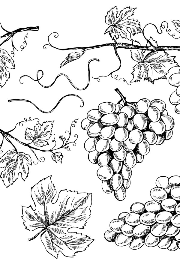 Grape sketch. Floral pictures wine grapes with leaves and te