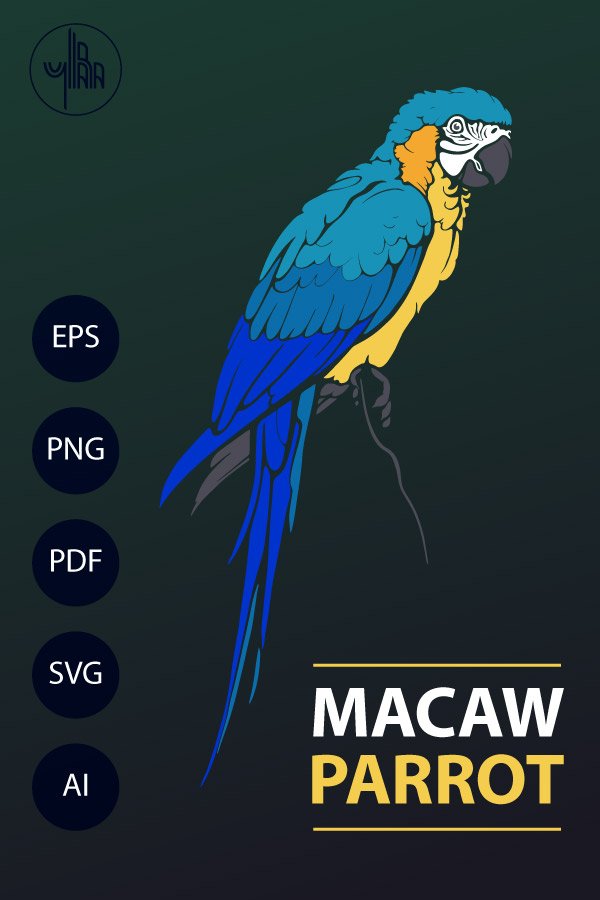 Macaw parrot illustration, realistic bird, vector and PNG