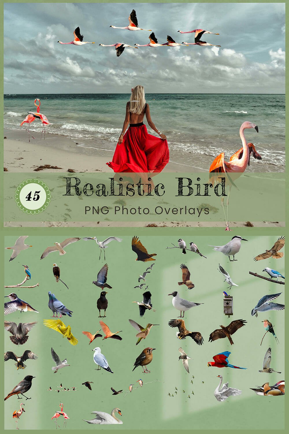 Realistic Birds Overlays Photoshop PNG Photography Clipart