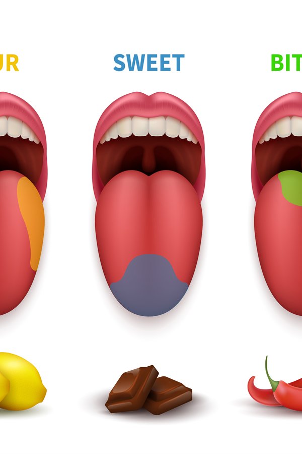 Human tongue basic taste areas. Smack map in mouth sweet, sa