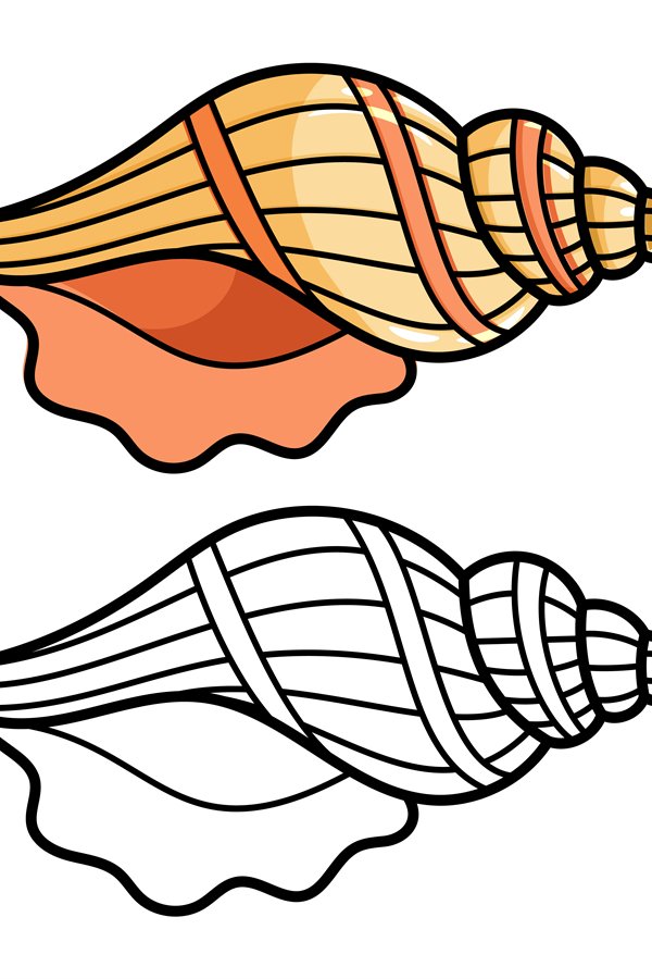 Cartoon sea shell isolated on white