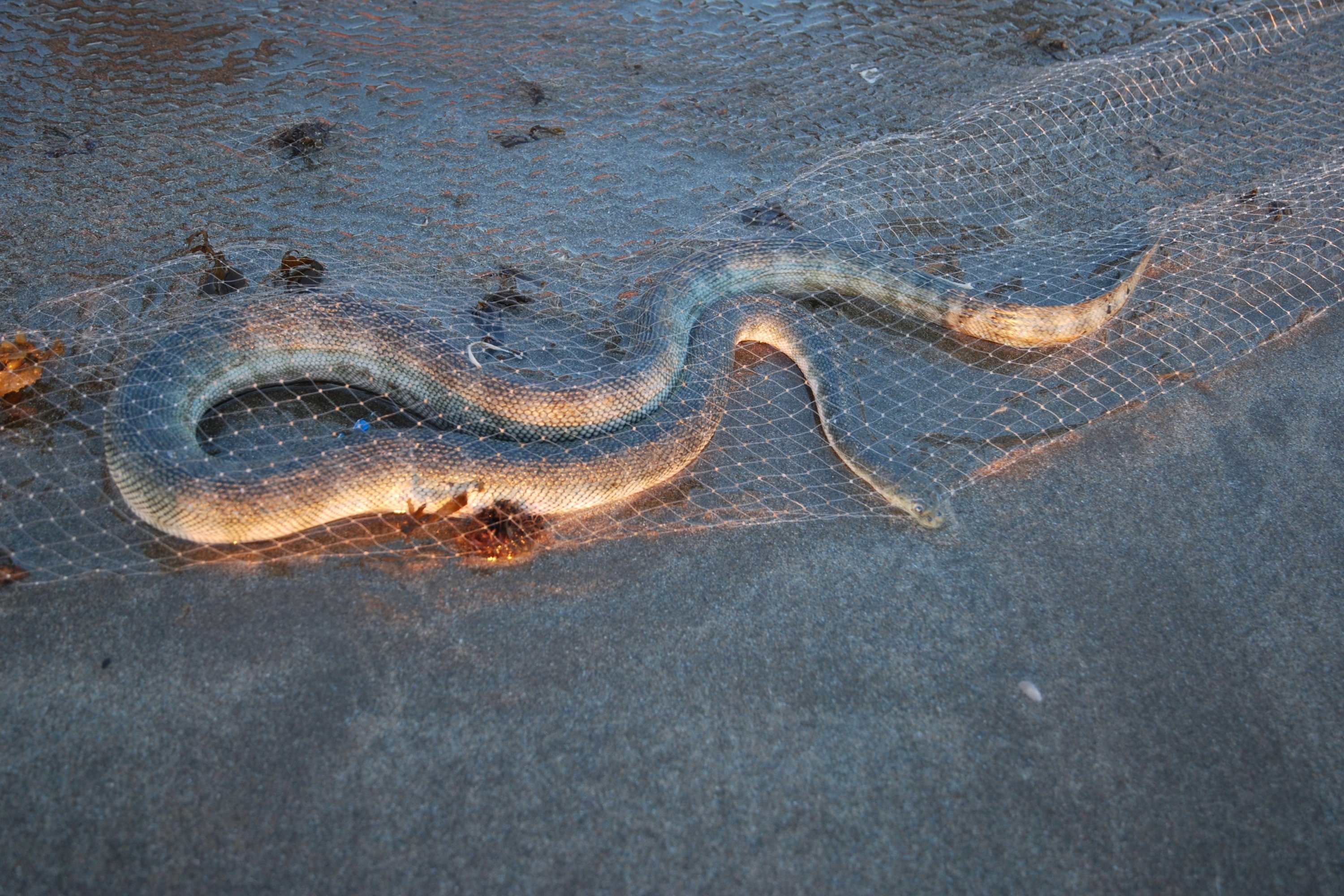Sea snake in a fishing net.