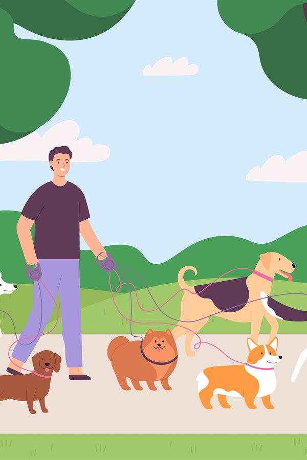 Man volunteer character walking with many dogs on leash at p