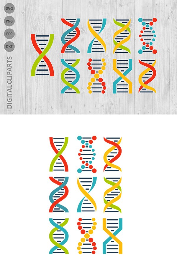 Vector DNA Structure. Cartoon illustration