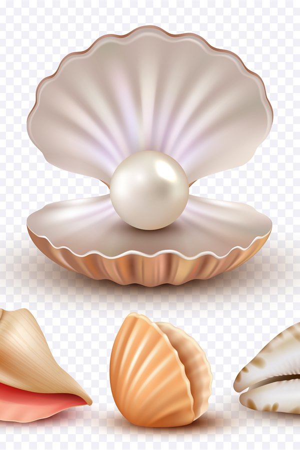 Realistic seashells. Mollusk shells ocean beach objects luxu