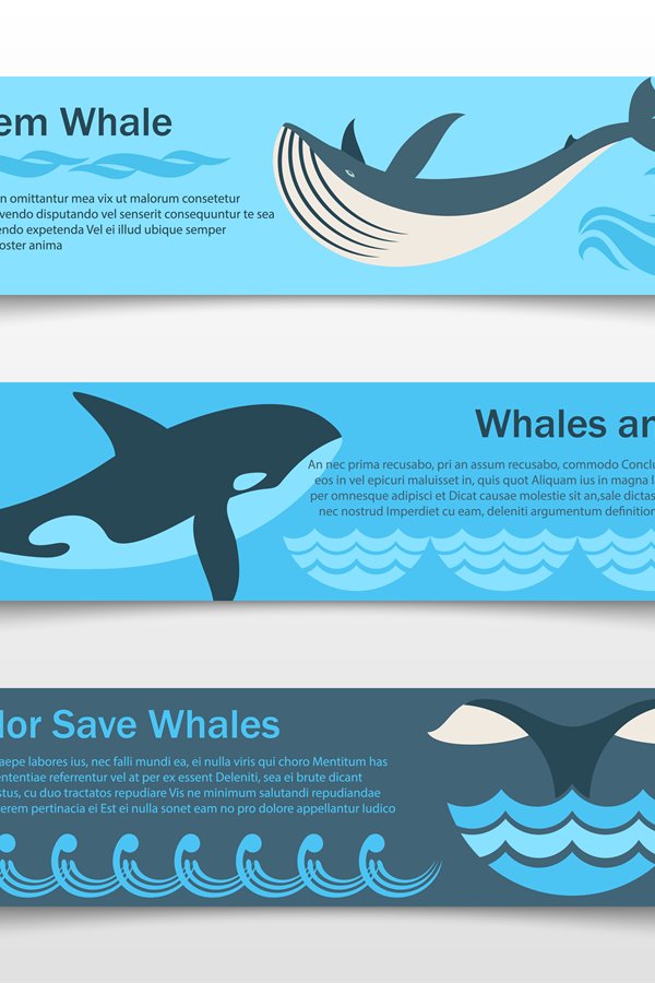 Wild whales banners template
