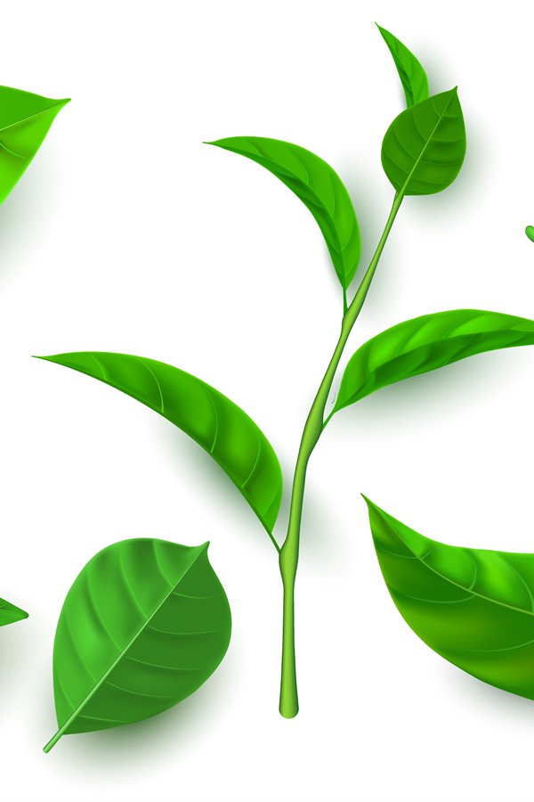 Realistic 3d fresh tea green leaves and branches. Flying tre