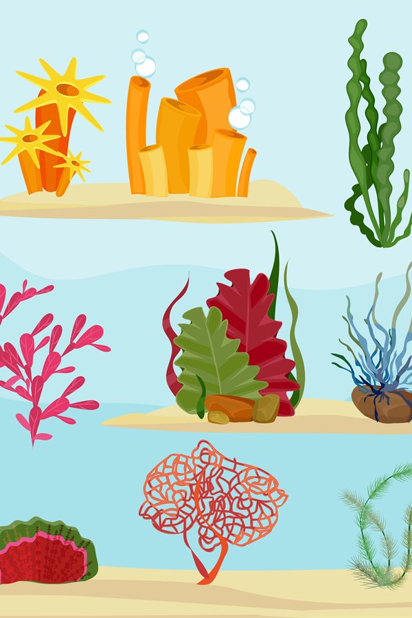 Seaweed underwater. Wildlife marine botanical plants in ocea