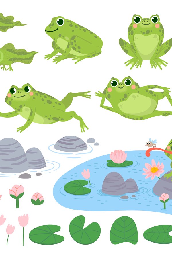 Cartoon frogs. Green cute frog, egg masses, tadpole and frog