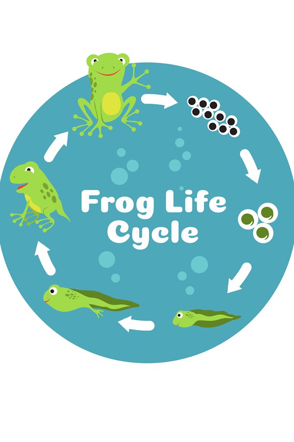Frog life cycle. From eggs to tadpole and adult frog. Kids b