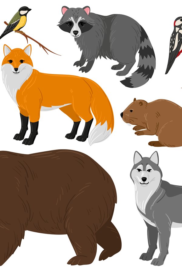 Cartoon forest animals, owl, bear, fox, raccoon and squirrel