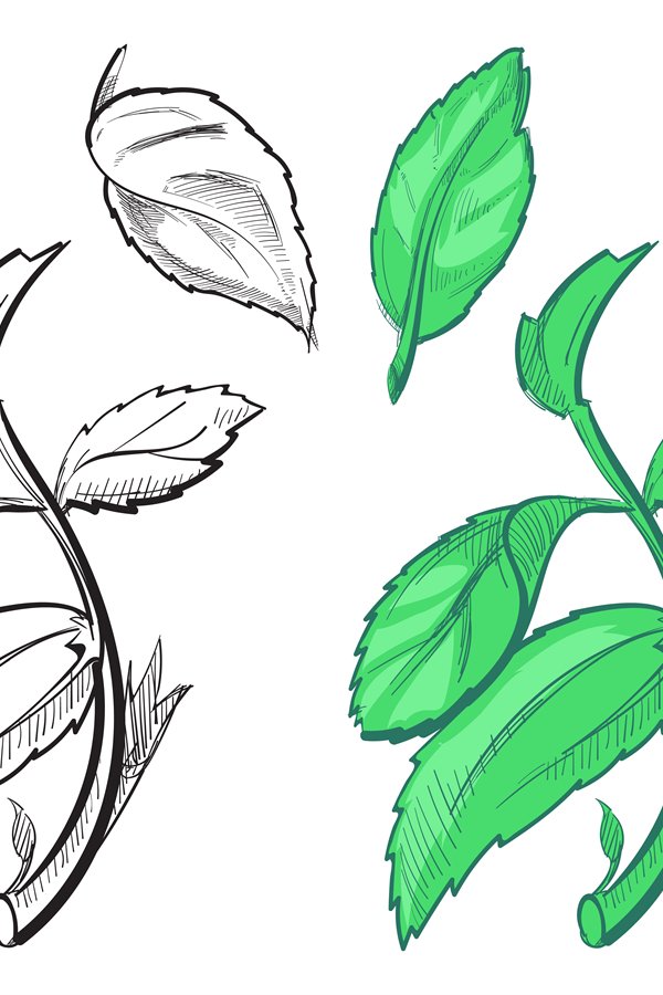 Hand drawn sketch of peppermint