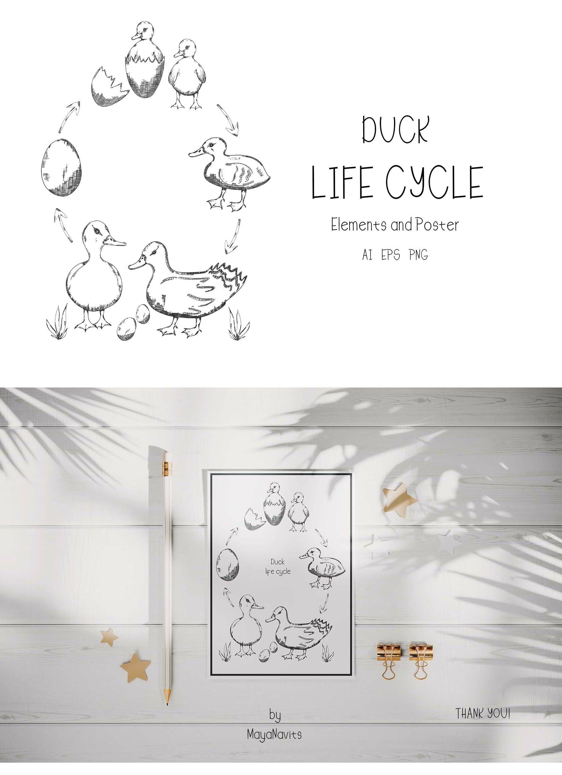Graphic Duck Life Cycle set Bundle