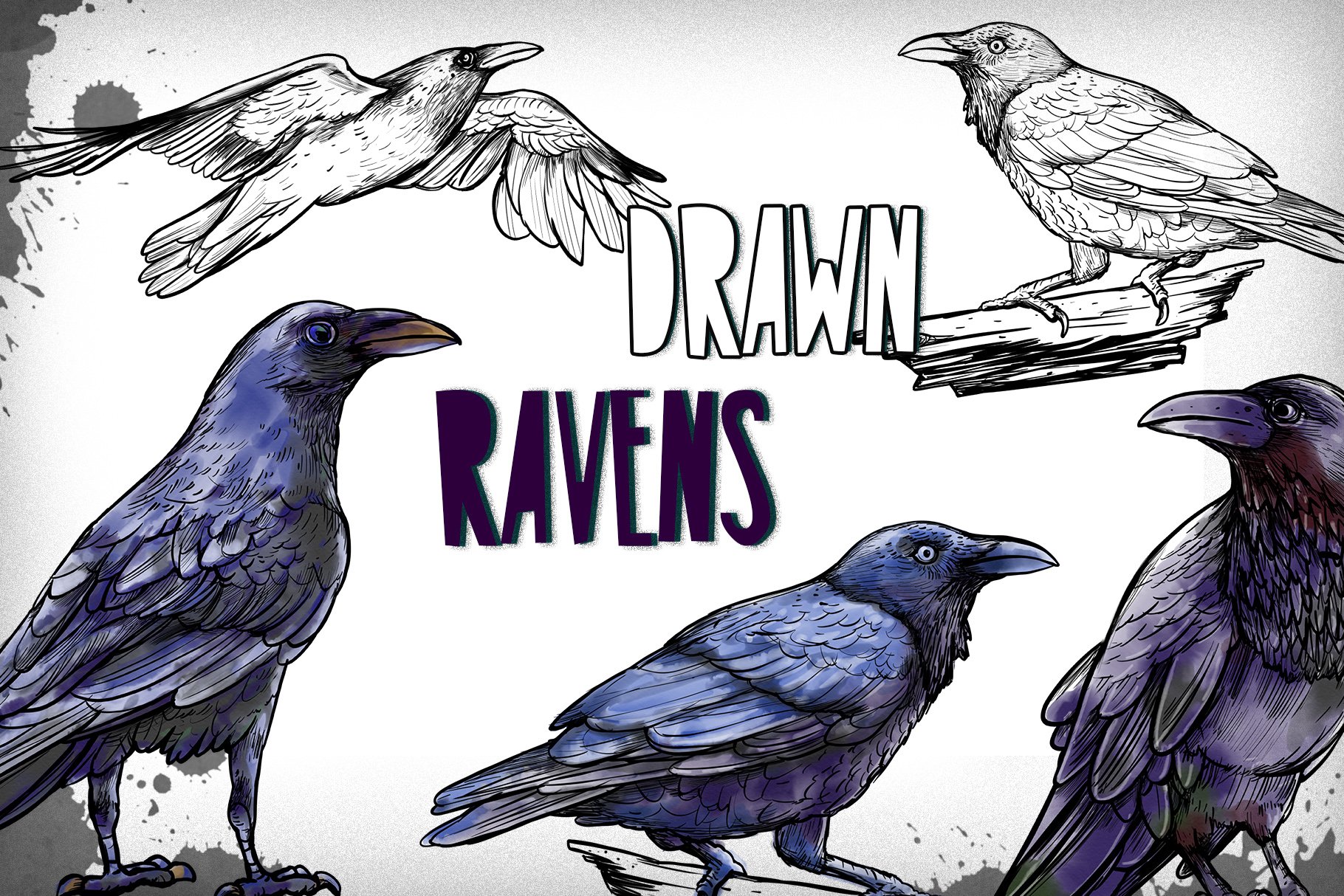 Drawn Ravens (542233)