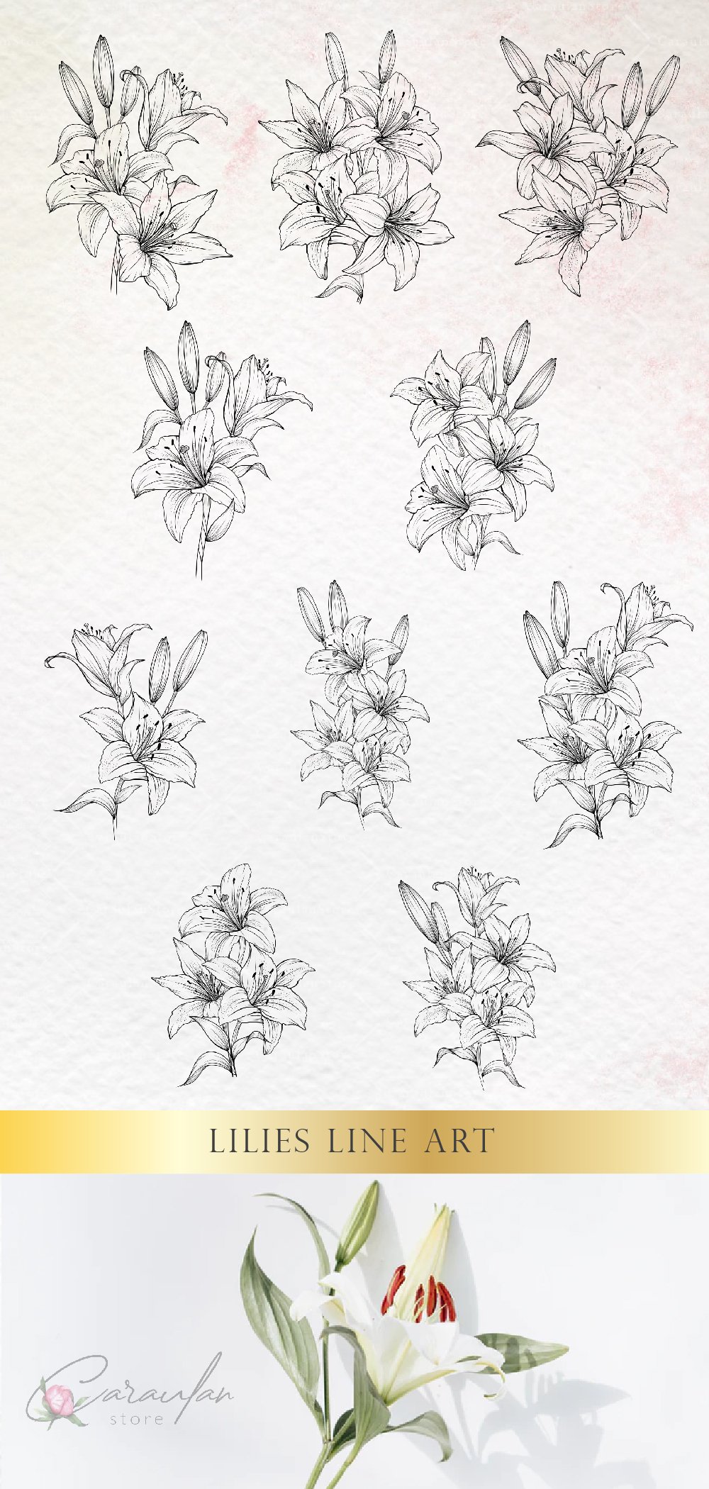 Lily Bouquets Line Art, Lilies Outline PNG, Line Art Drawing