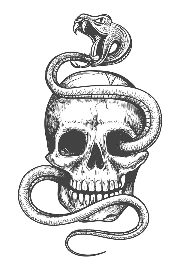 Skull and snake drawing