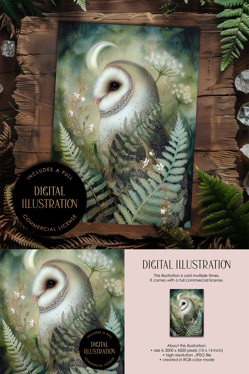Barn Owl in Ferns Illustration
