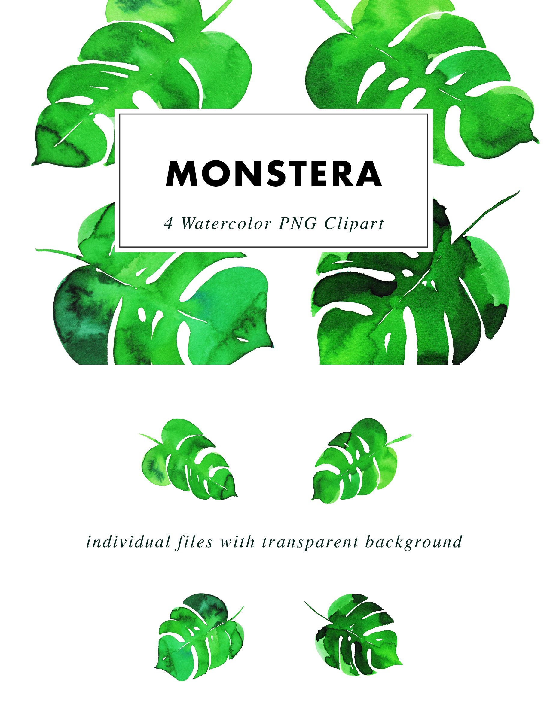 Watercolor Monstera | Clipart PNG Illustrations (945946)