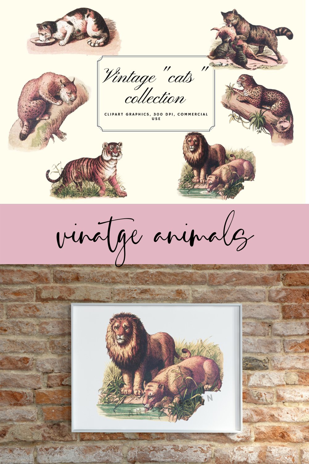 Vintage Lions Ilustration, Safari Animals, Puma Illustration