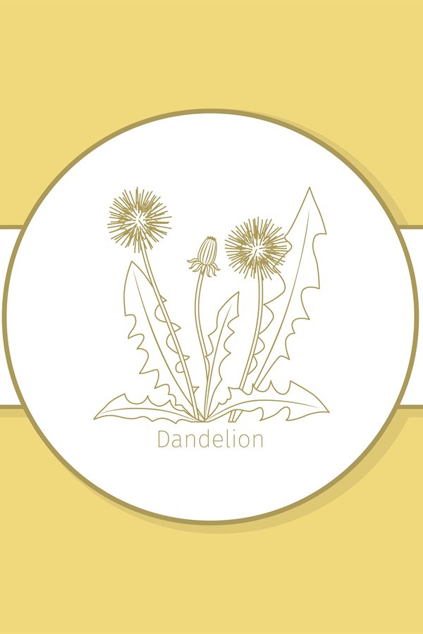 Dandelion medicine plant yellow label