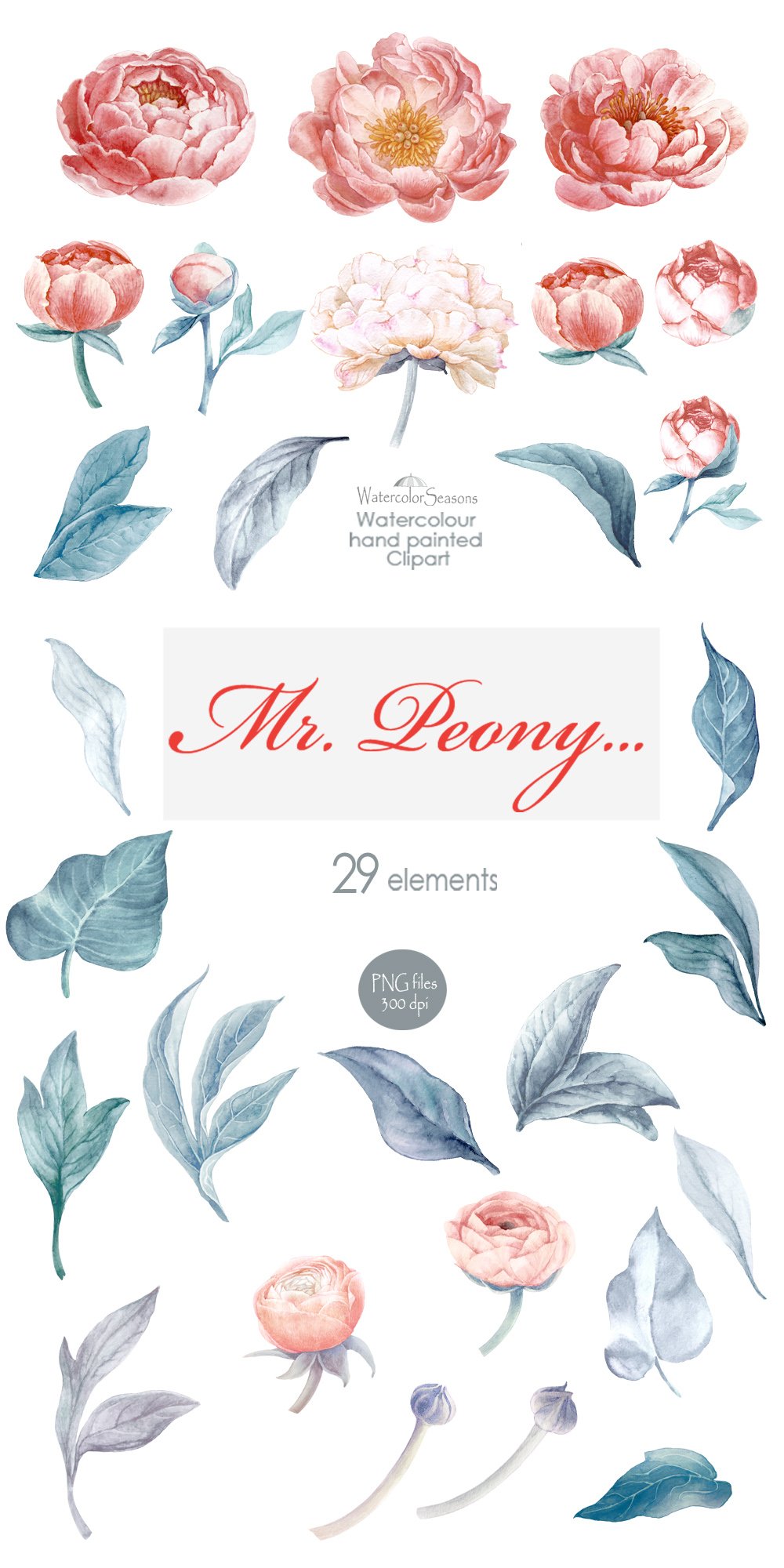 Watercolor Peonies, separate elements, wedding (2281237)