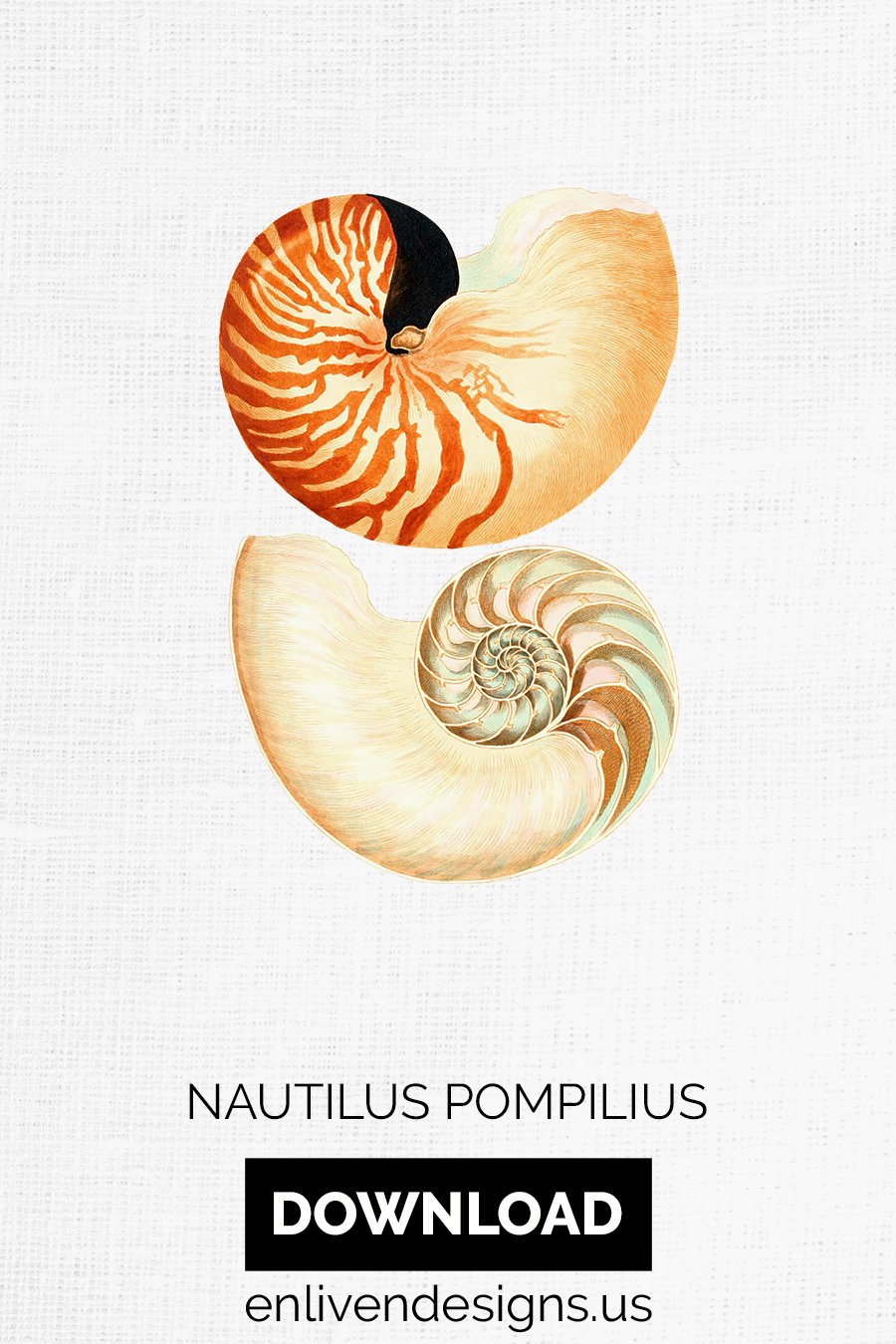 Shell Clipart Nautilus Pompilius