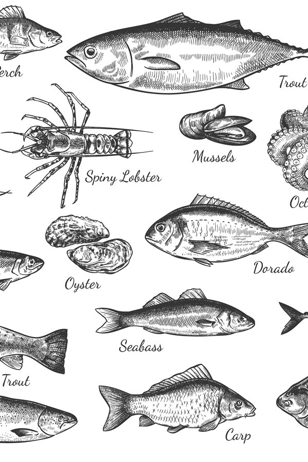 Sketch seafood. Hand drawn fresh sea fishes, oyster, mussels