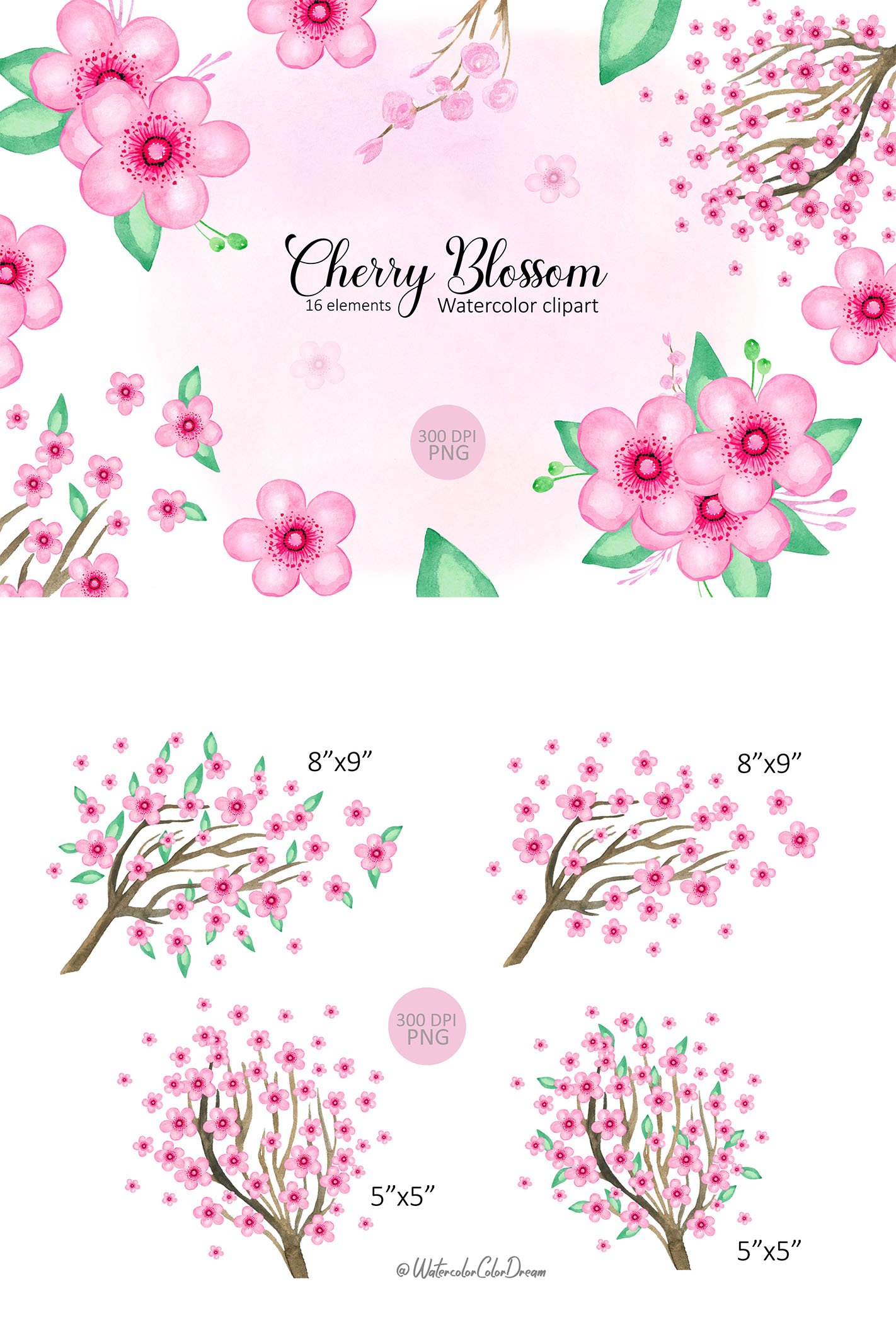 Watercolor Cherry blossom clipart (1312733)