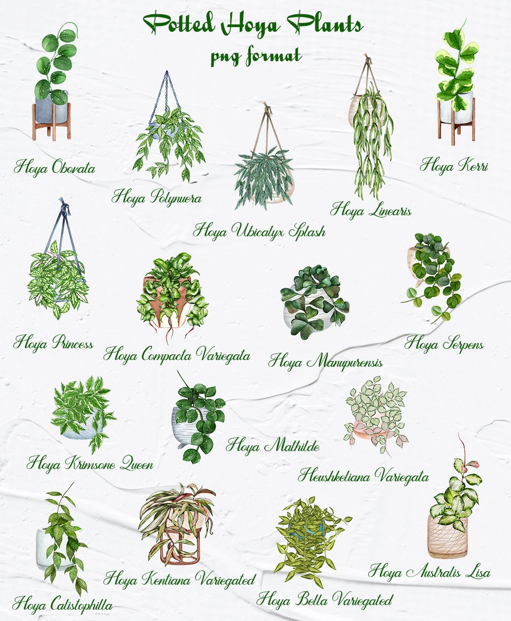 Hoya Watercolor Collection.