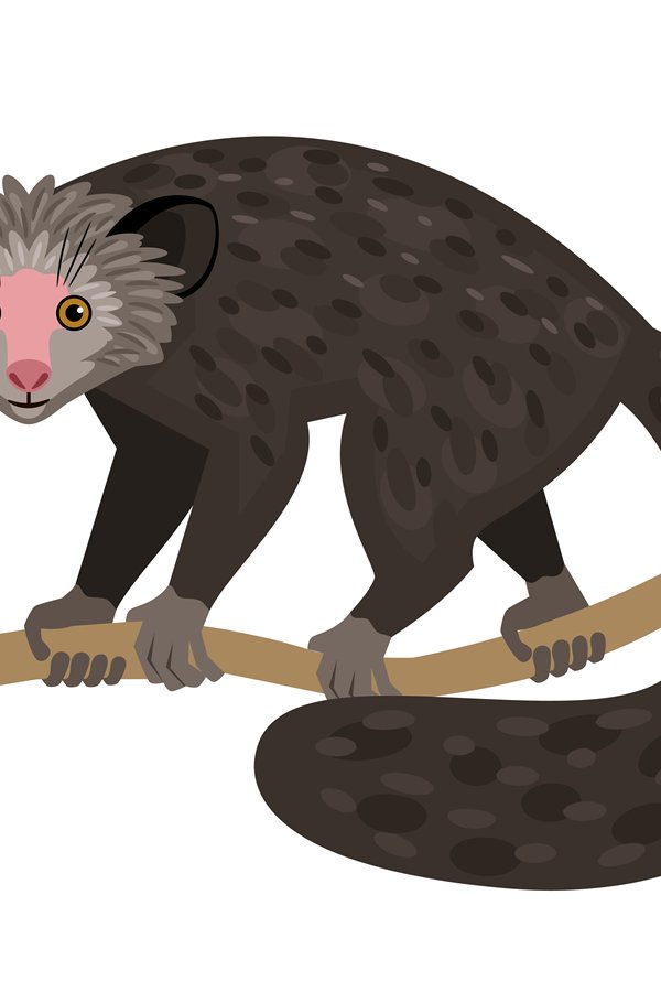 Cartoon wild monkey