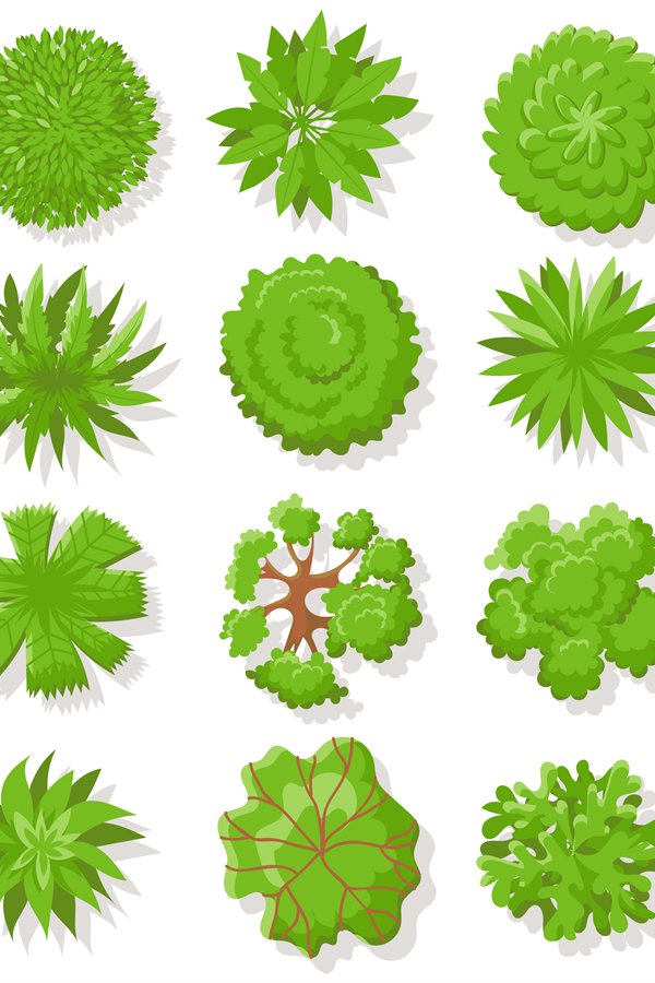 Top view plants. Tropical trees, green plant tree from above