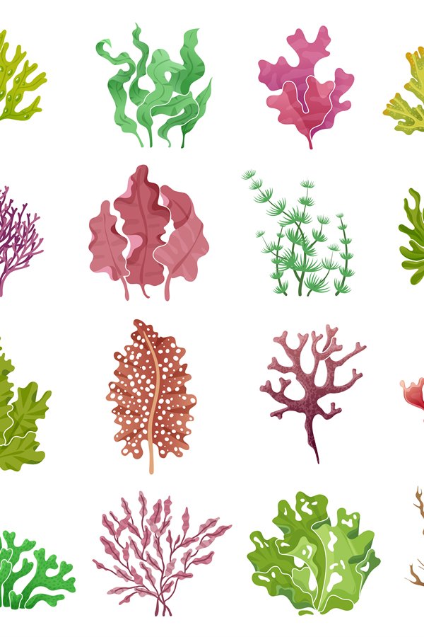 Seaweed set. Sea plants, ocean algae and aquarium kelp. Unde