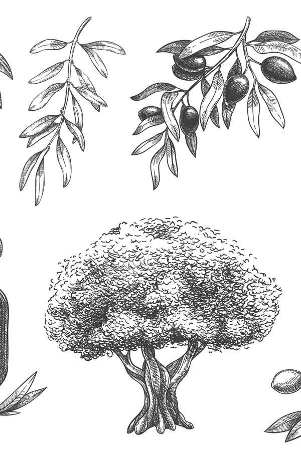 Engravied olive oil. Hand drawn olives tree, sketch oil bott