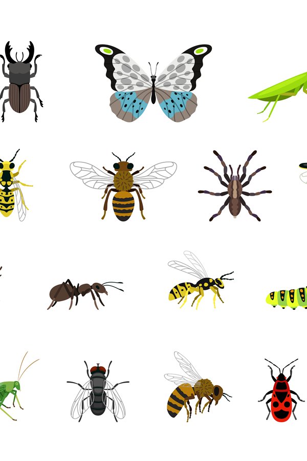 Cute insects collection