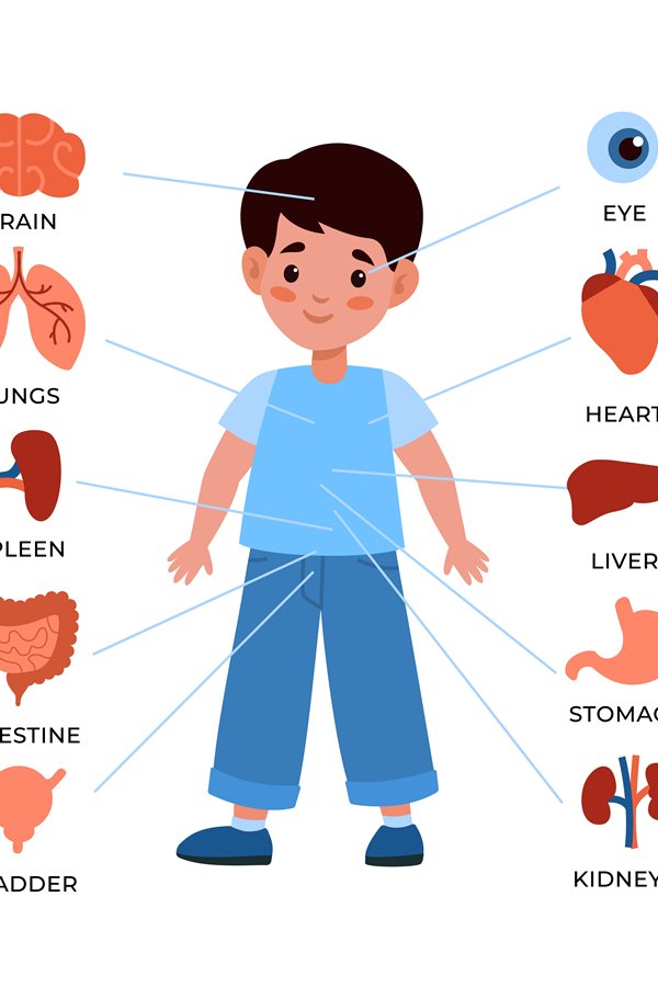 Kids internal organs system. Little boy with markers and org