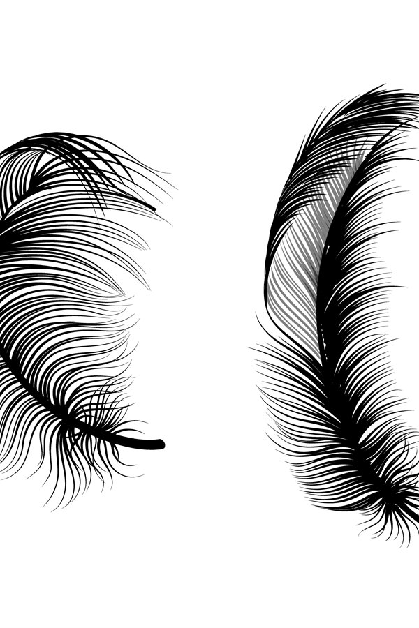 Black fluffy feather. Hand drawing vintage art realistic qui