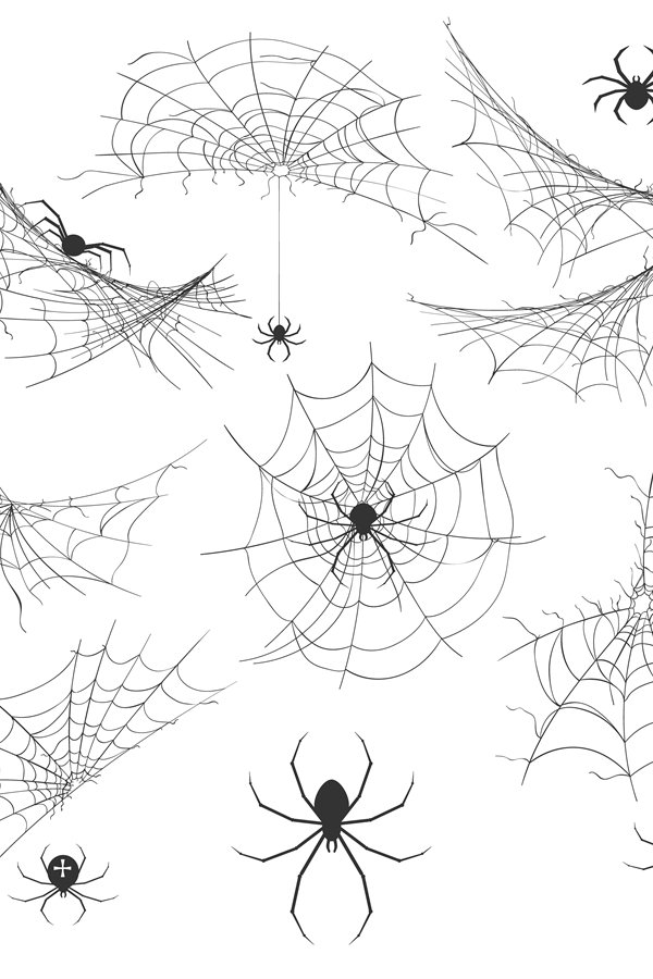 Spider with cobweb (1202528)