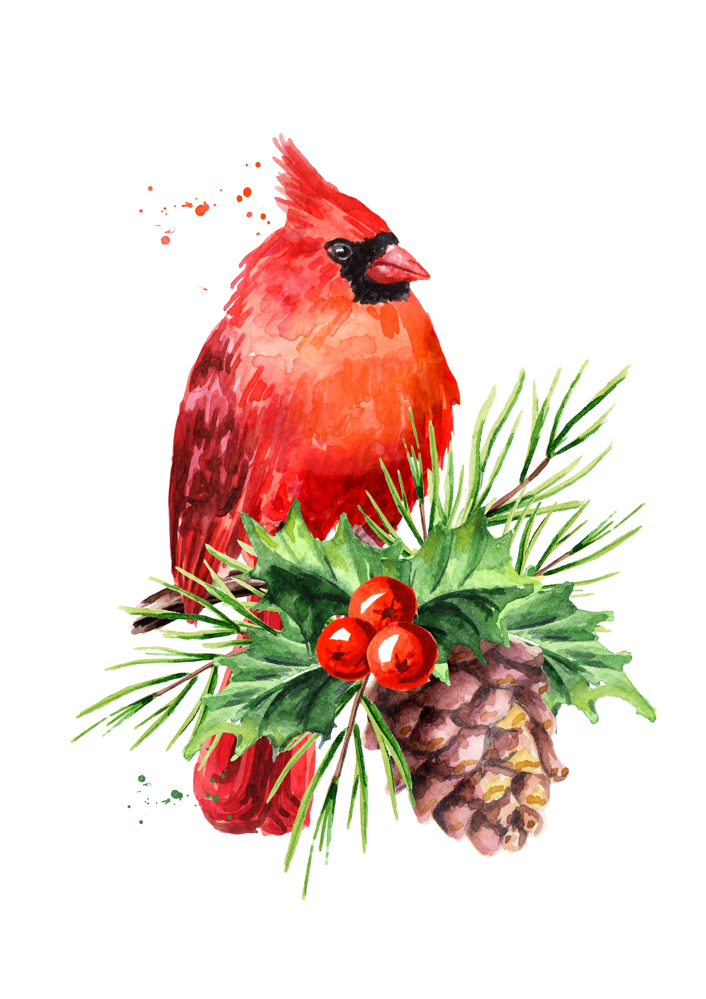 Cardinal bird. Symbol of Christmas (904121)