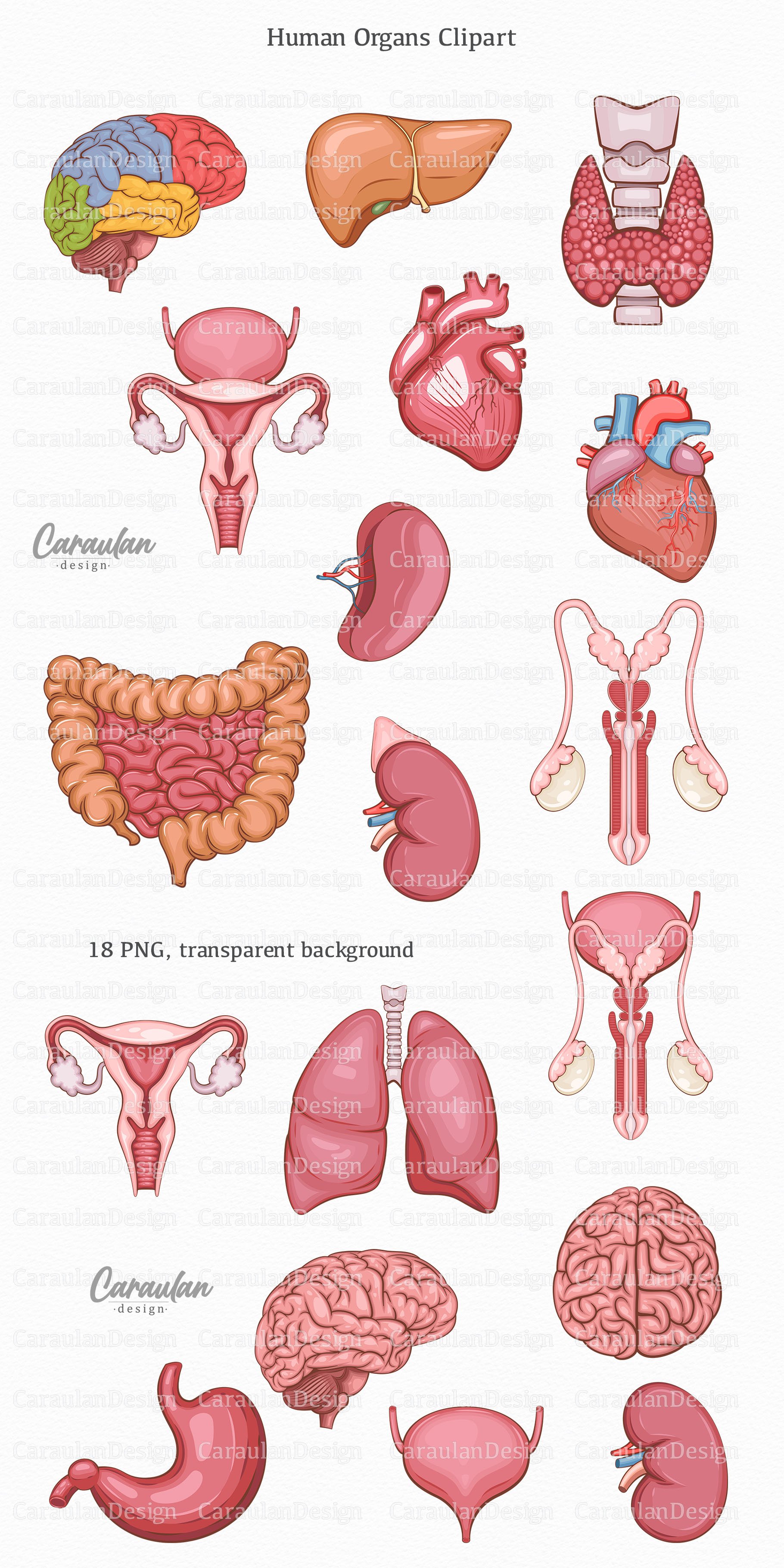 Human Organs Anatomy Clipart