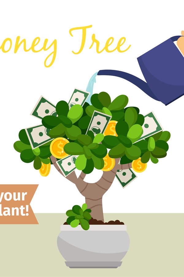 Hand watering money tree (887763)