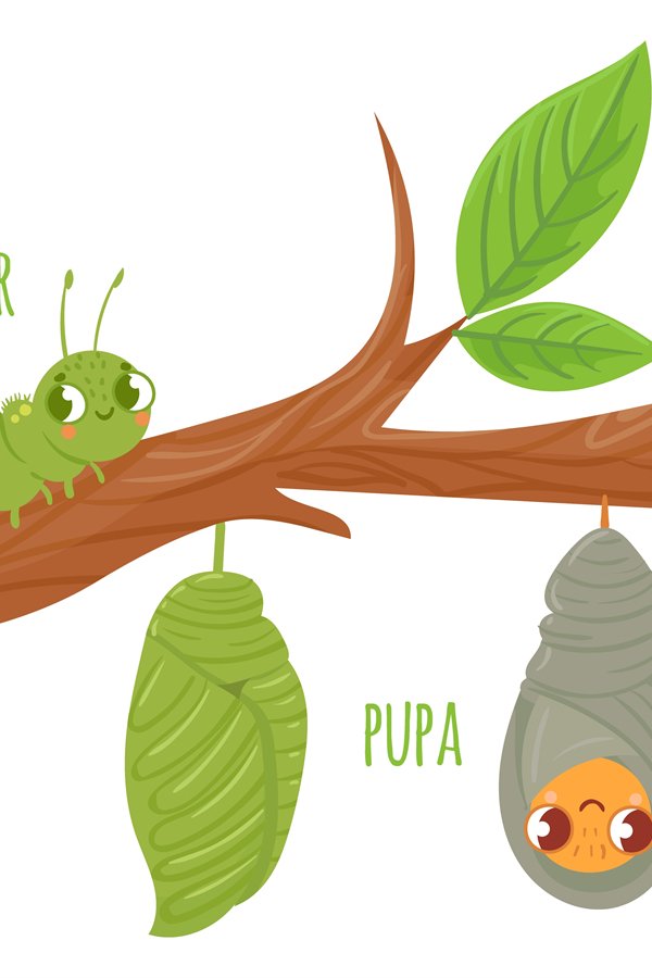 Caterpillar To Butterfly Animation